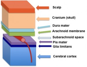 Blood Brain Barrier Capillaries | Medical Science Navigator