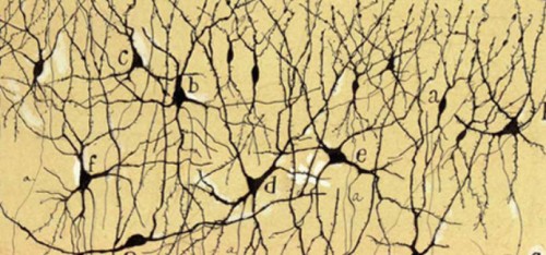 Dendritic Spines and Memory | Medical Science Navigator