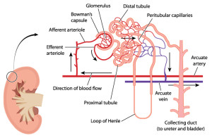 Kidney Physiology Basics | Medical Science Navigator