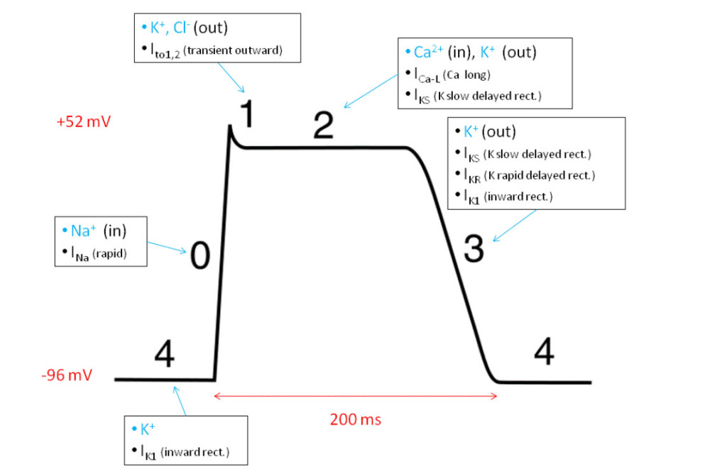 Cardiac Action Potential – Medical Science Navigator