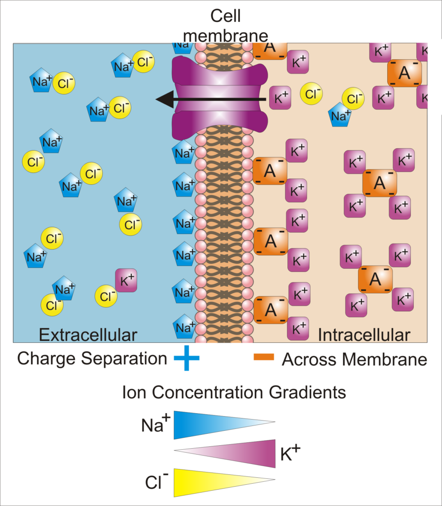 Neurons: Where does their electricity come from?