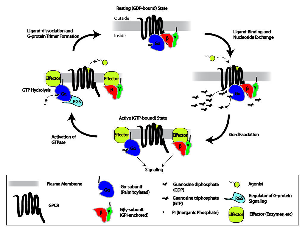 1024px-GPCR_cycle | Medical Science Navigator
