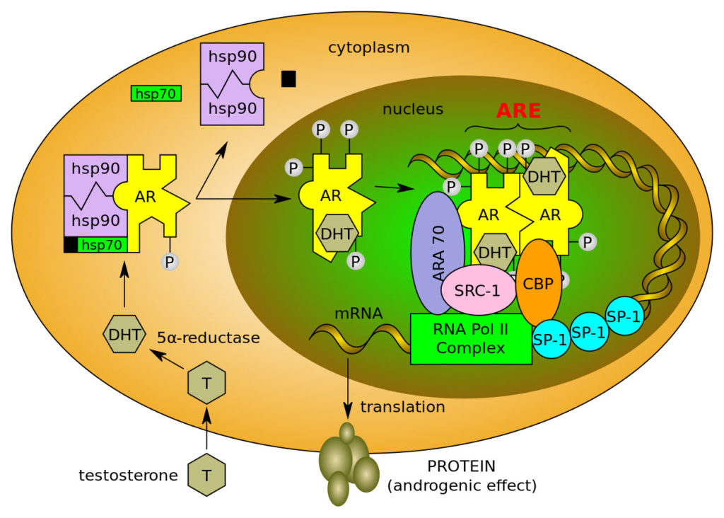 1280px-Human_androgen_receptor_and_androgen_binding | Medical Science ...