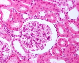 Kidney Physiology Basics | Medical Science Navigator