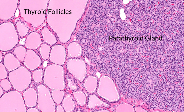 Thyroid Hormone Negative Feedback
