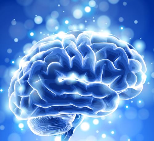Brain Anatomy And Physiology For Beginners
