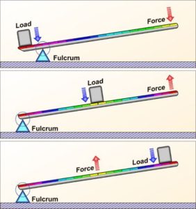 Muscle Origin, Insertion & Lever | Medical Science Navigator