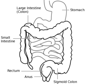 Human Digestion: Main Organs | Medical Science Navigator