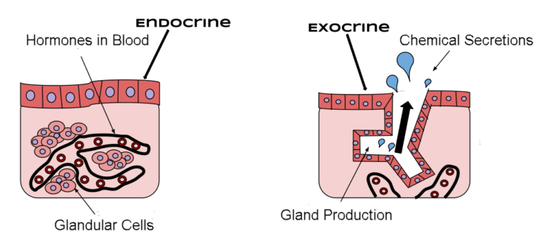 GI Hormones of Digestion & Fast | Medical Science Navigator