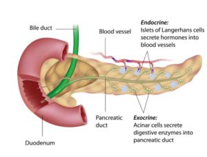 GI Hormones of Digestion & Fast | Medical Science Navigator