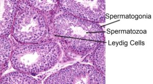 Spermatogenesis and Oogenesis | Medical Science Navigator