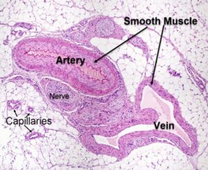 Smooth Muscle A&P | Medical Science Navigator