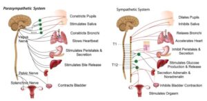 Smooth Muscle A&P | Medical Science Navigator