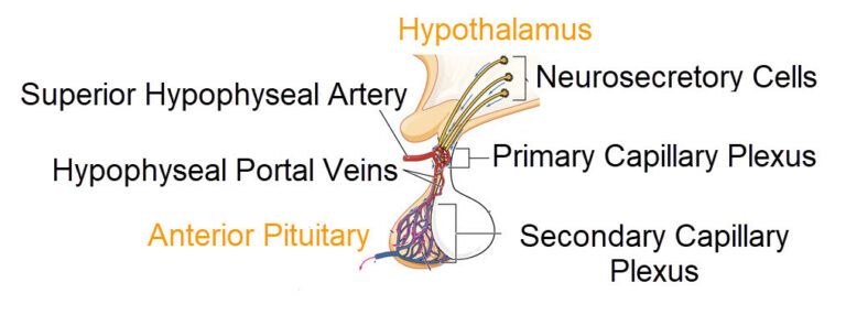Endocrine System Overview | Medical Science Navigator