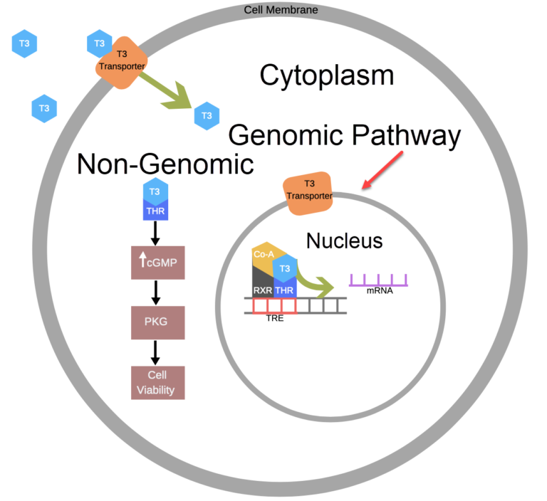 Endocrine System Overview | Medical Science Navigator