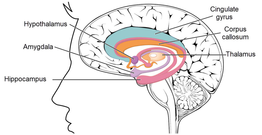 Fight-or-flight Response | Medical Science Navigator