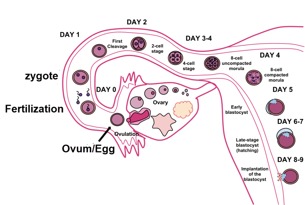 Early-Stage Human Pregnancy | Medical Science Navigator