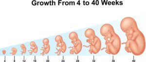 Early-Stage Human Pregnancy | Medical Science Navigator