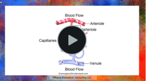 Cardiovascular Capillary Transfer | Medical Science Navigator