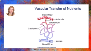 Cardiovascular Capillary Transfer | Medical Science Navigator