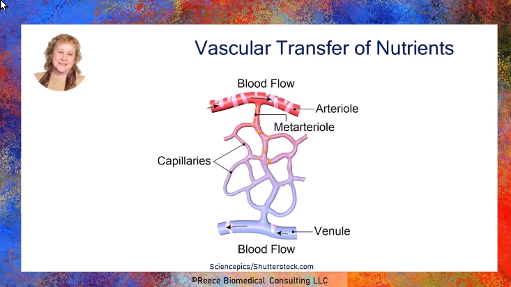 Cardiovascular Capillary Transfer | Medical Science Navigator